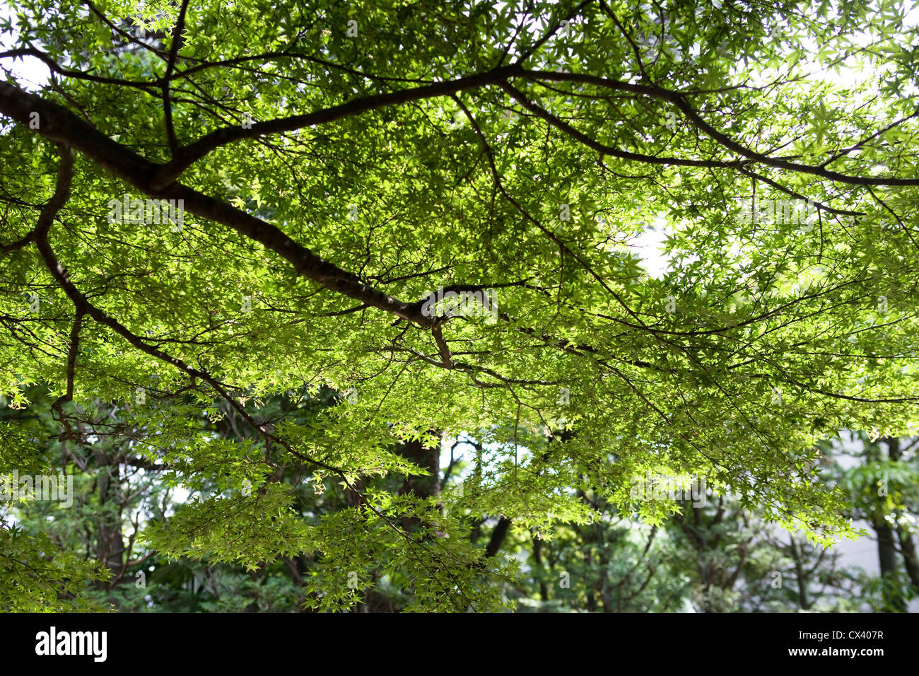 Red Maple Tree In Summer