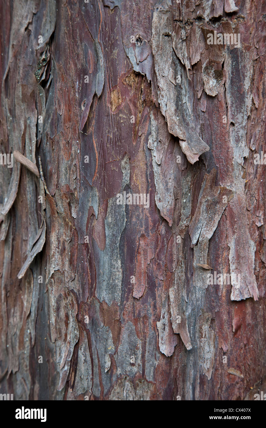 Pacific yew tree hi-res stock photography and images - Alamy
