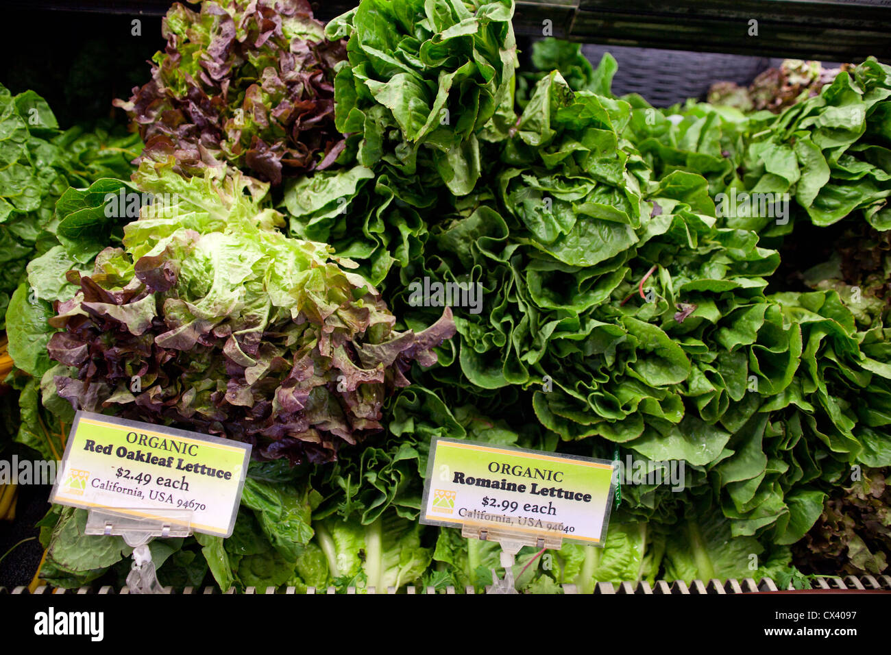 Fresh locally grown organic lettuce, three varieties, sold at grocery ...