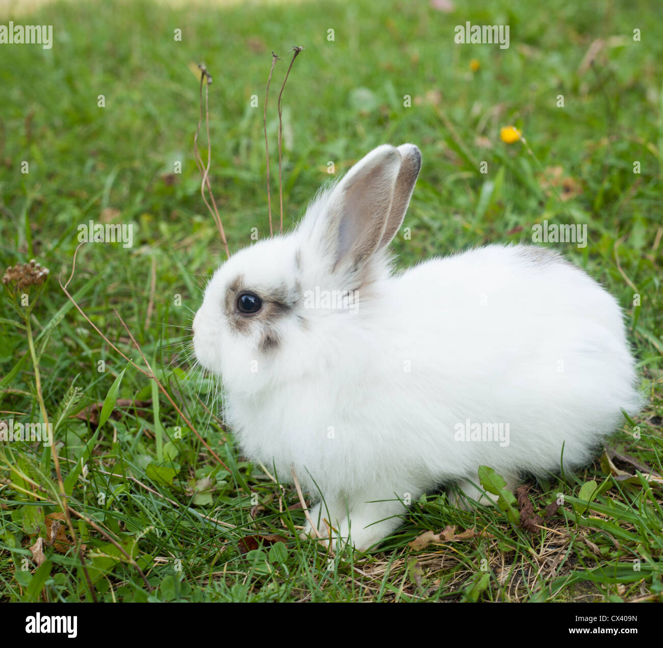 Rabbit in the grass Stock Photo - Alamy