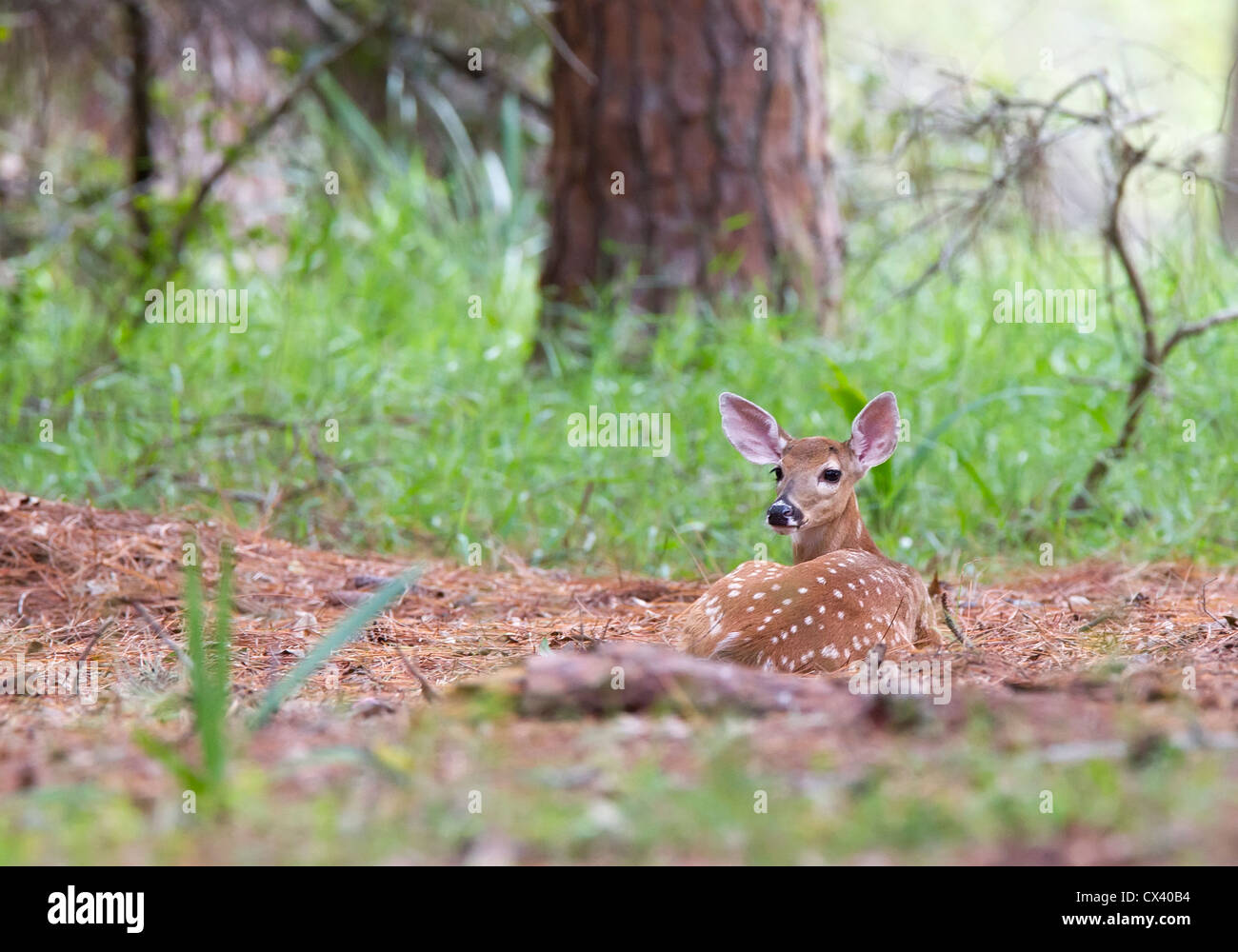 whitetail deer fawn resting in the woods Stock Photo - Alamy
