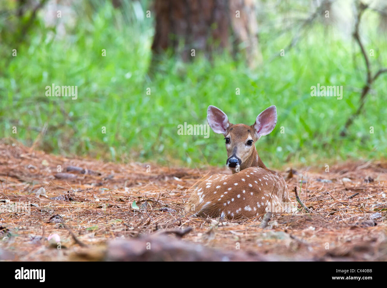 whitetail fawn resting in the woods Stock Photo - Alamy