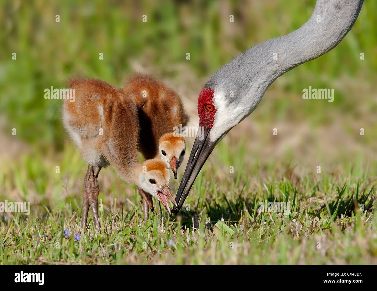 two sandhill crane chicks feeding with adult Stock Photo - Alamy