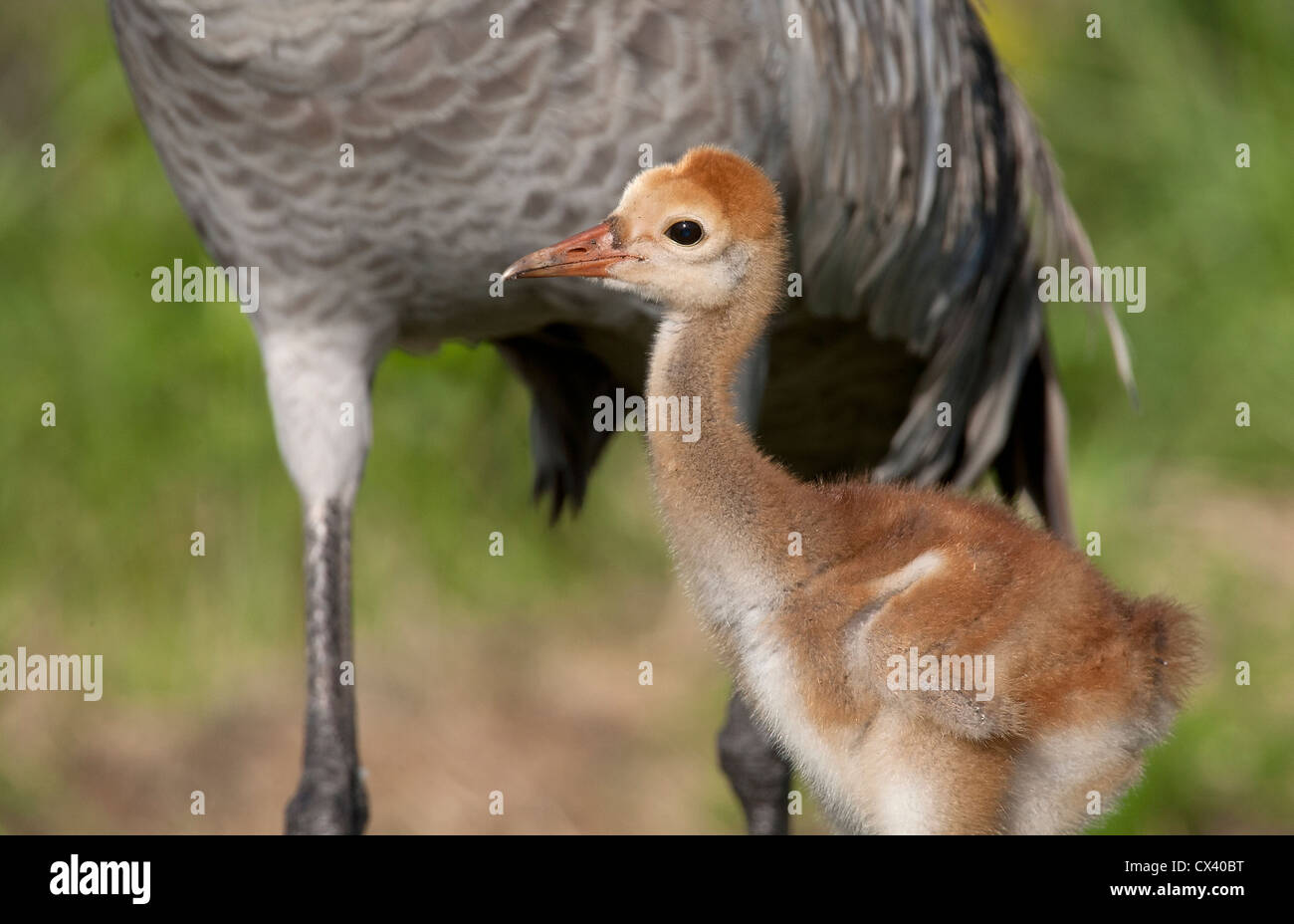 Sandhill crane chick standing next to adult Stock Photo - Alamy
