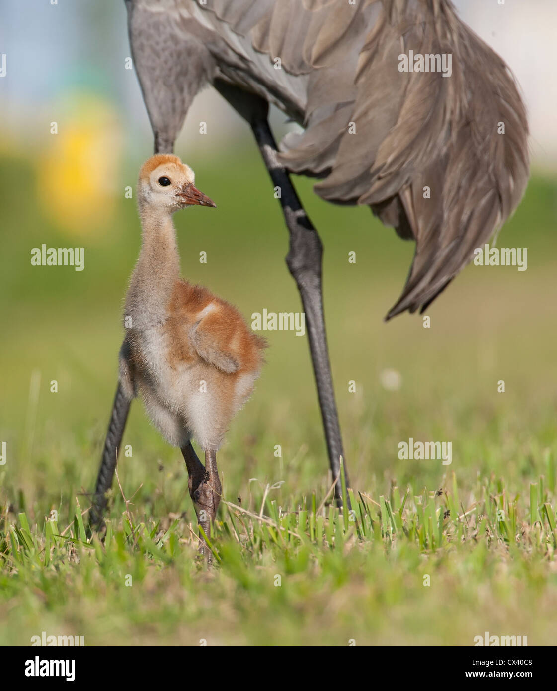 Sandhill crane chick standing next to its parent Stock Photo - Alamy
