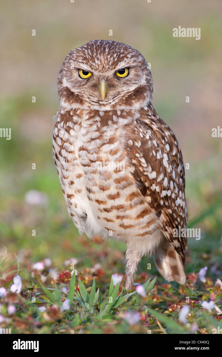 Adult burrowing owl standing in a patch of wildflowers Stock Photo - Alamy