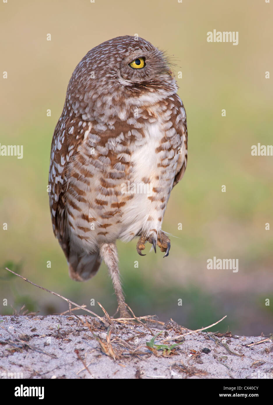 Family of burrowing owls hi-res stock photography and images - Alamy