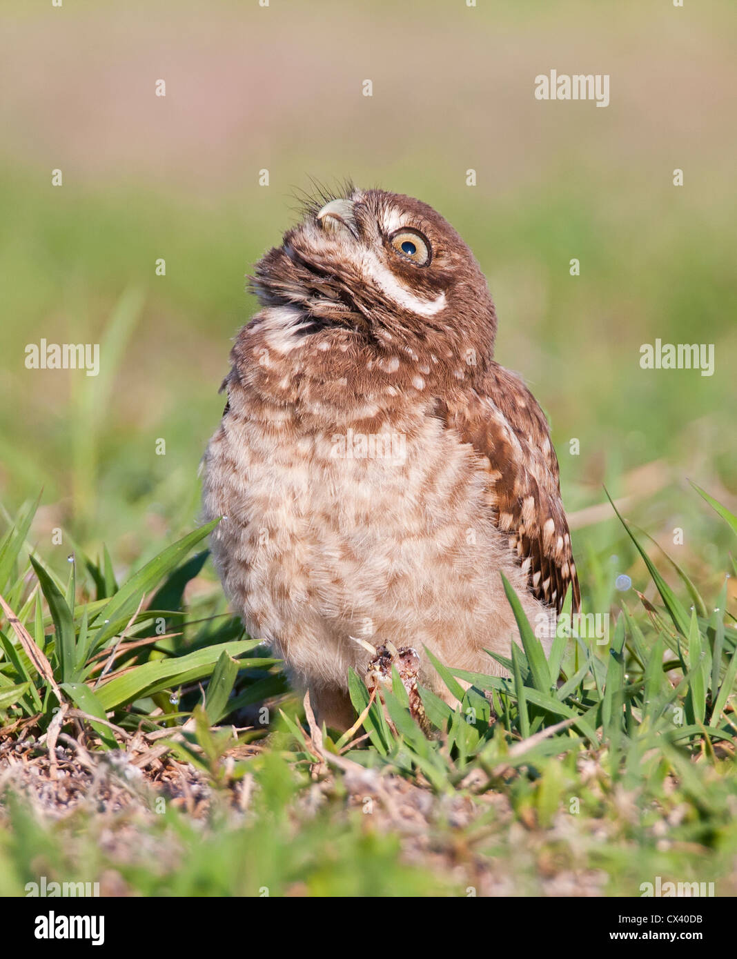 Owl chick hi-res stock photography and images - Alamy