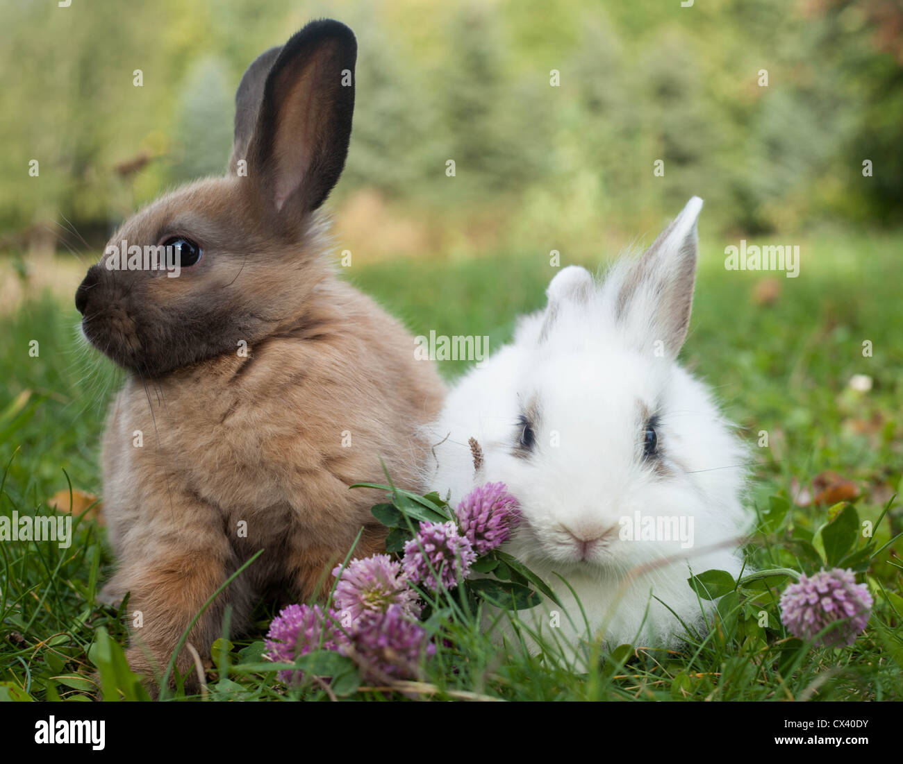 Rabbits young grass hi-res stock photography and images - Alamy