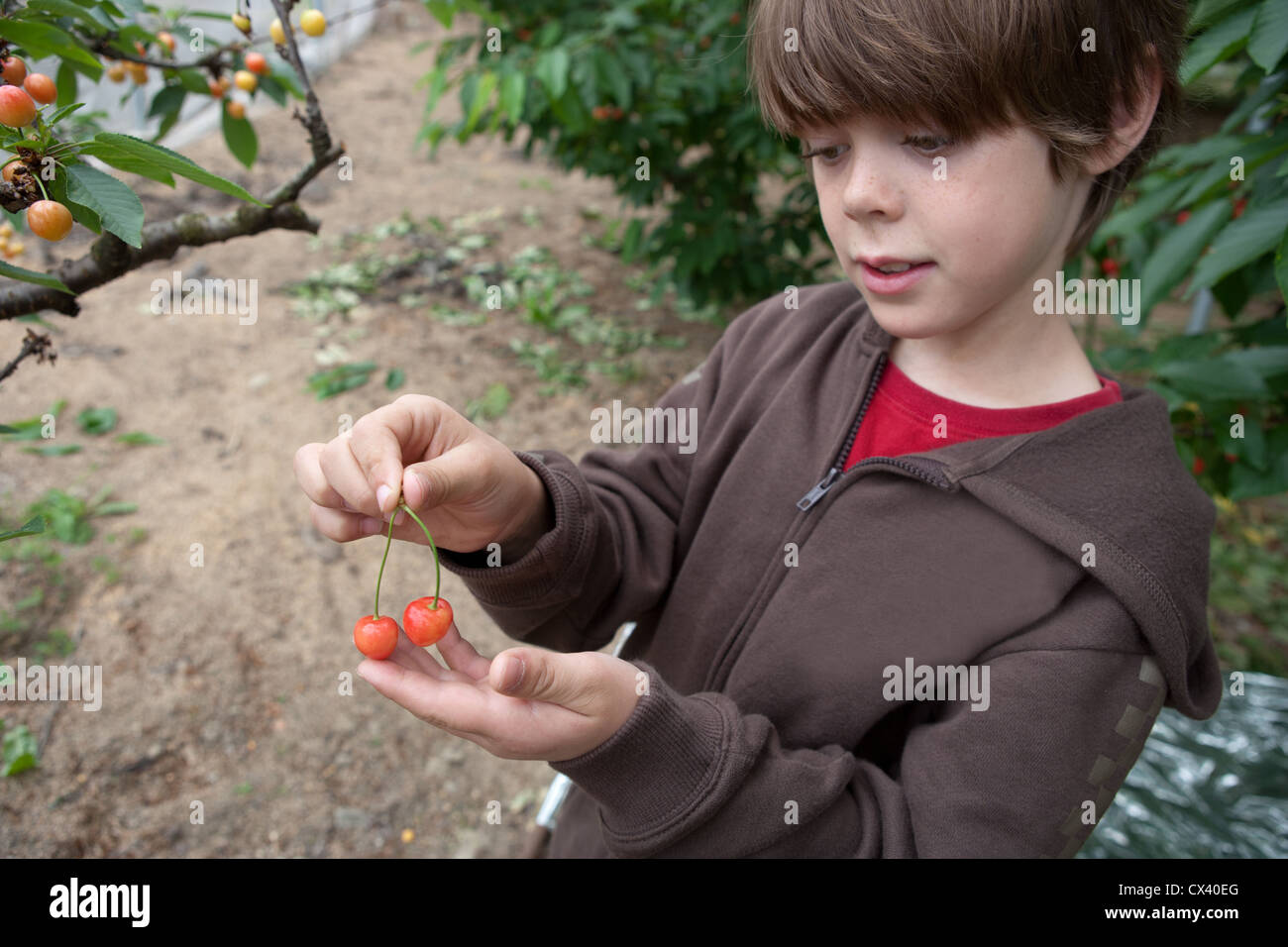 Eight year old boy holding freshly picked cherries in an orchard Stock ...