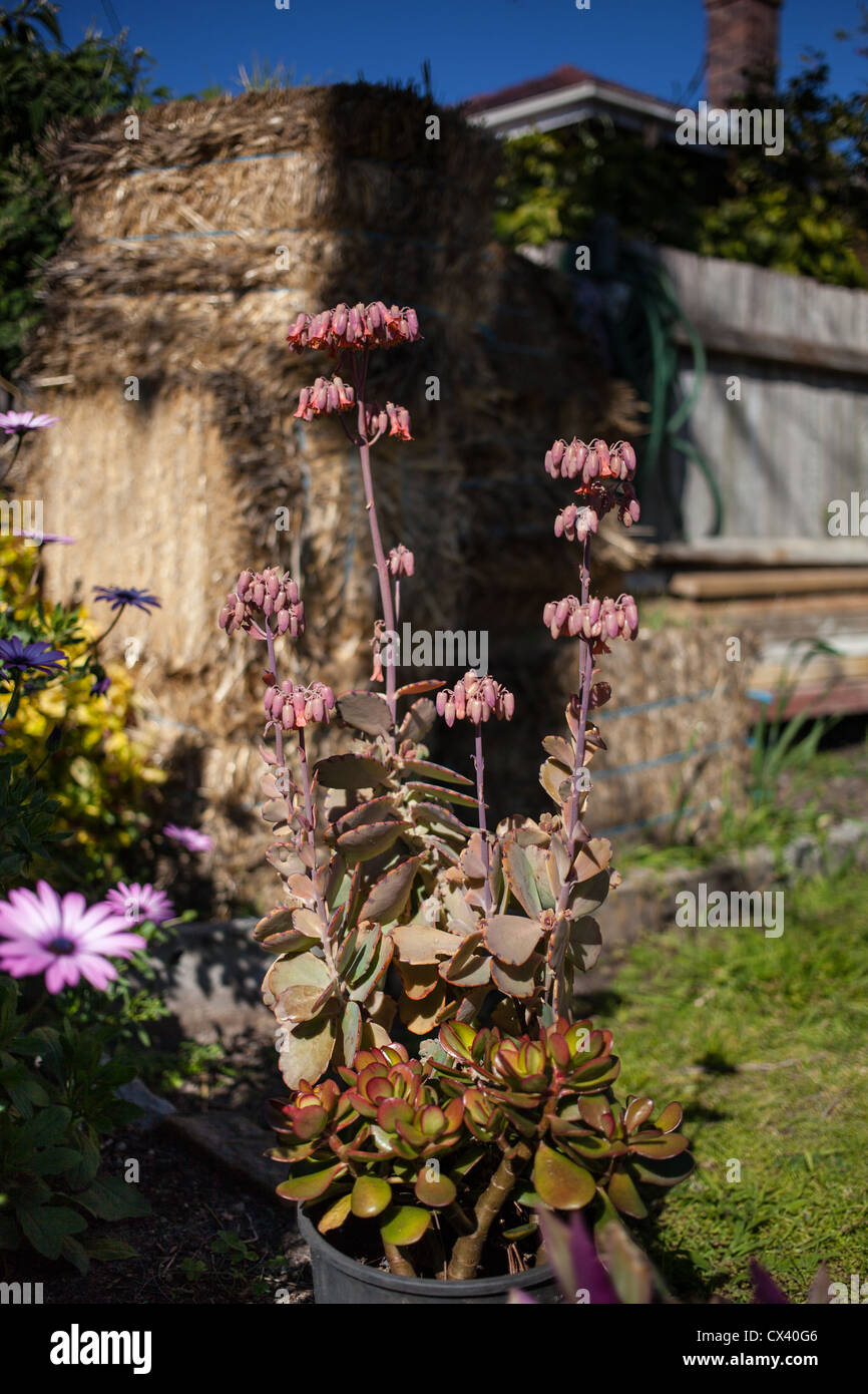 Sydney Spring Garden Stock Photo - Alamy