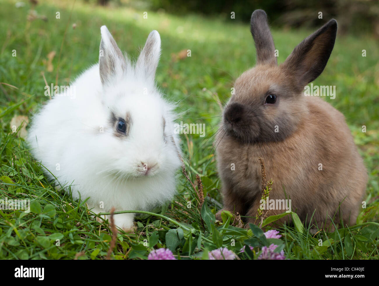 Rabbits in the grass Stock Photo - Alamy