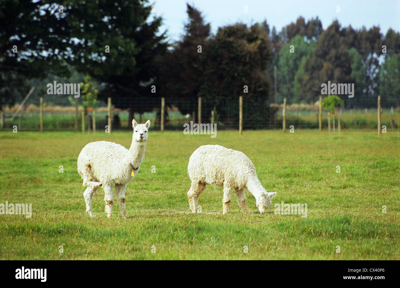 Lama farm, South Island, New Zealand Stock Photo - Alamy