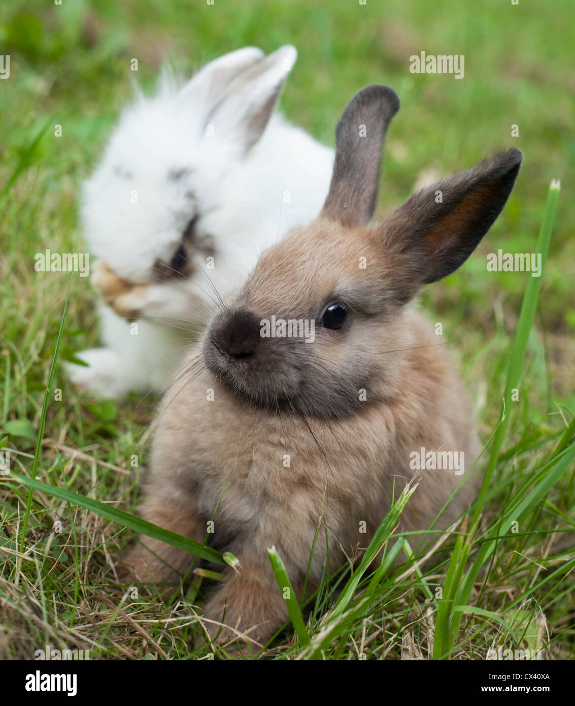 Rabbits in the grass Stock Photo - Alamy