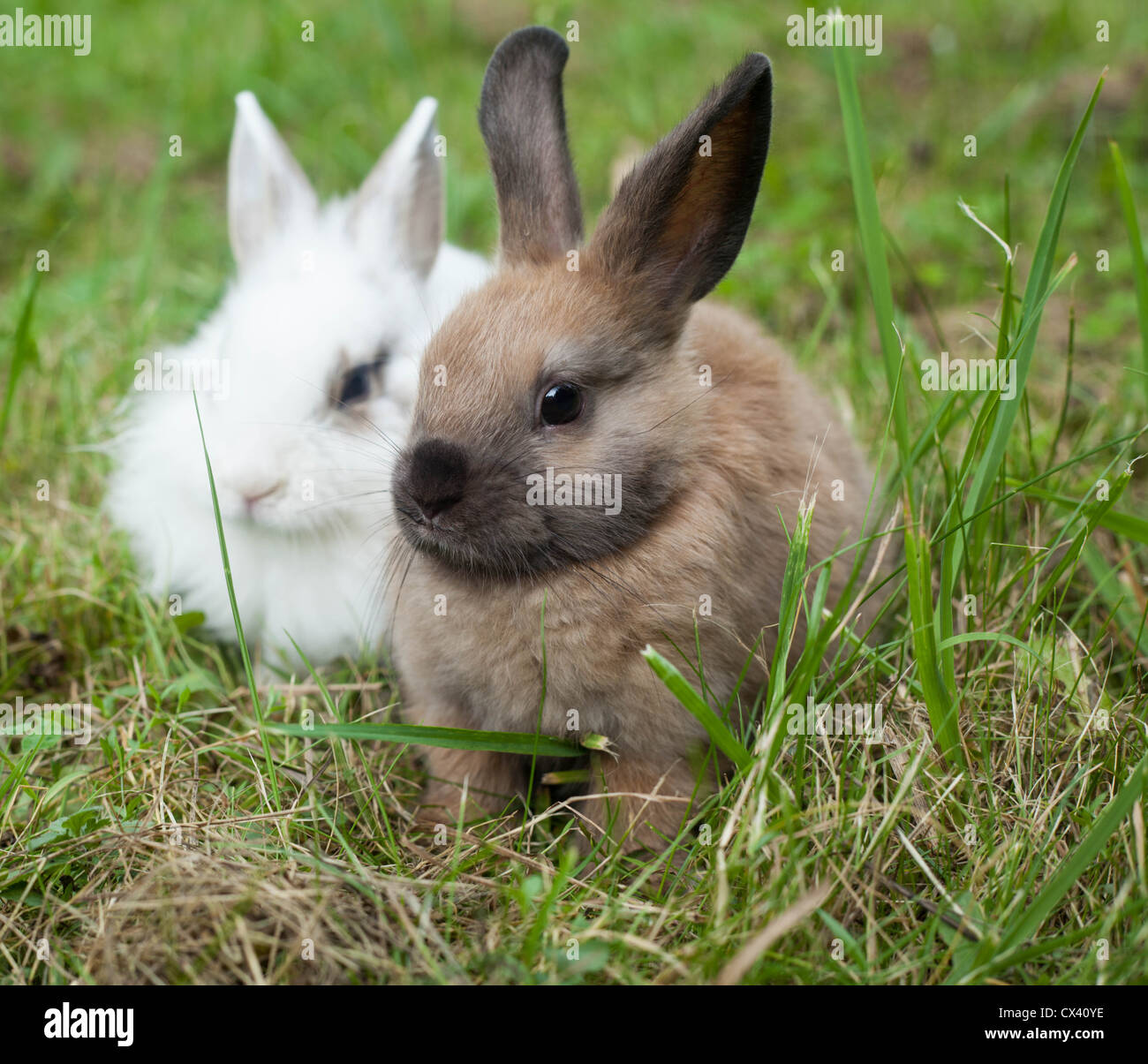 Rabbits in the grass Stock Photo - Alamy
