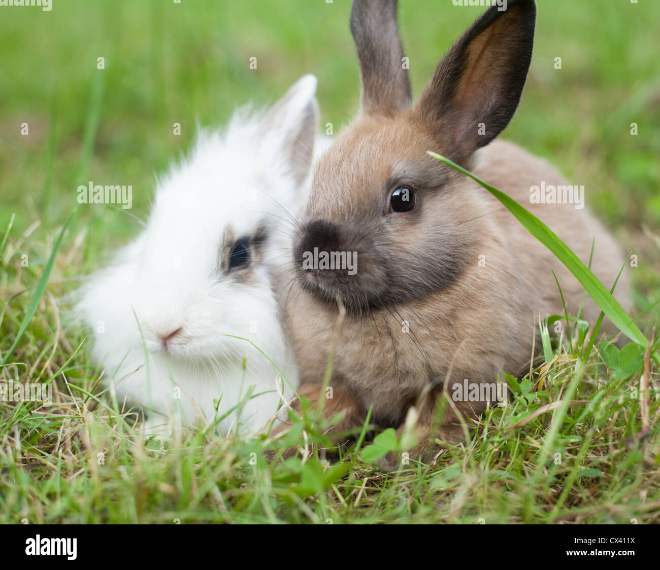 Rabbits in the grass Stock Photo - Alamy