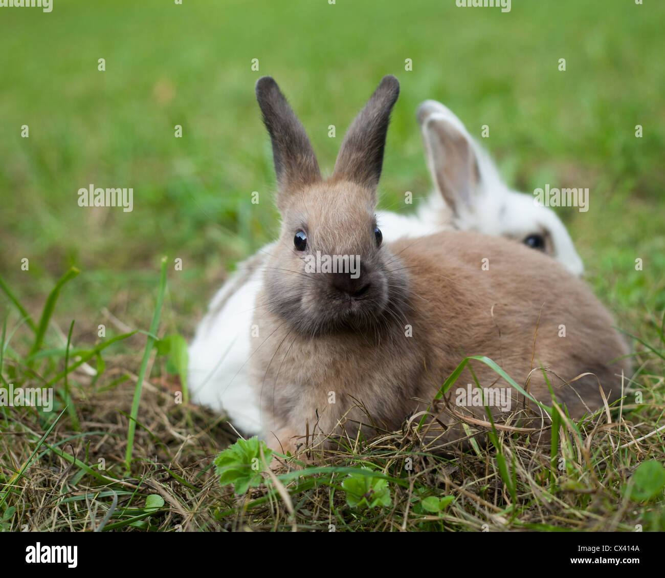 Rabbits in the grass Stock Photo - Alamy