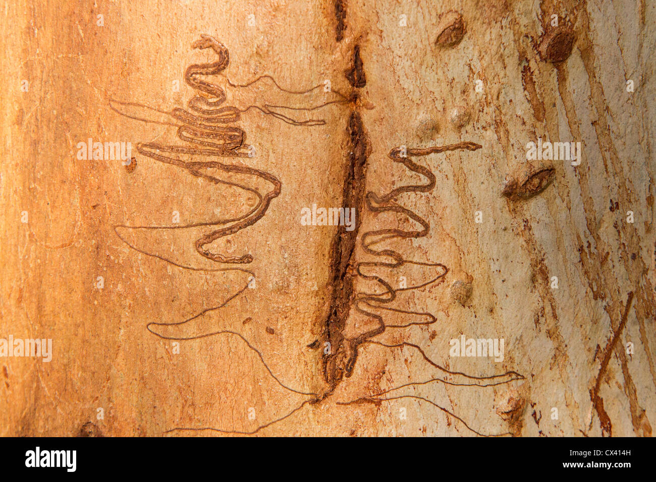 Australian Scribbly Gum Bark Stock Photo - Alamy