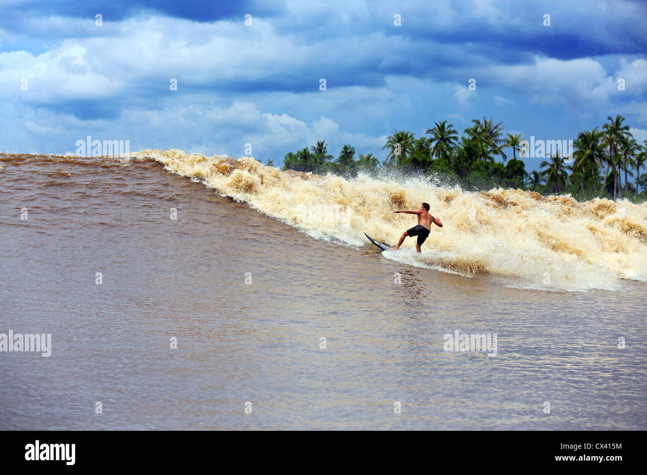 Surfing a large tidal river bore wave on the Kampar River also known as ...