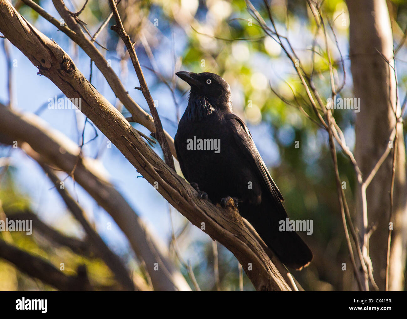 Raven tree hi-res stock photography and images - Alamy