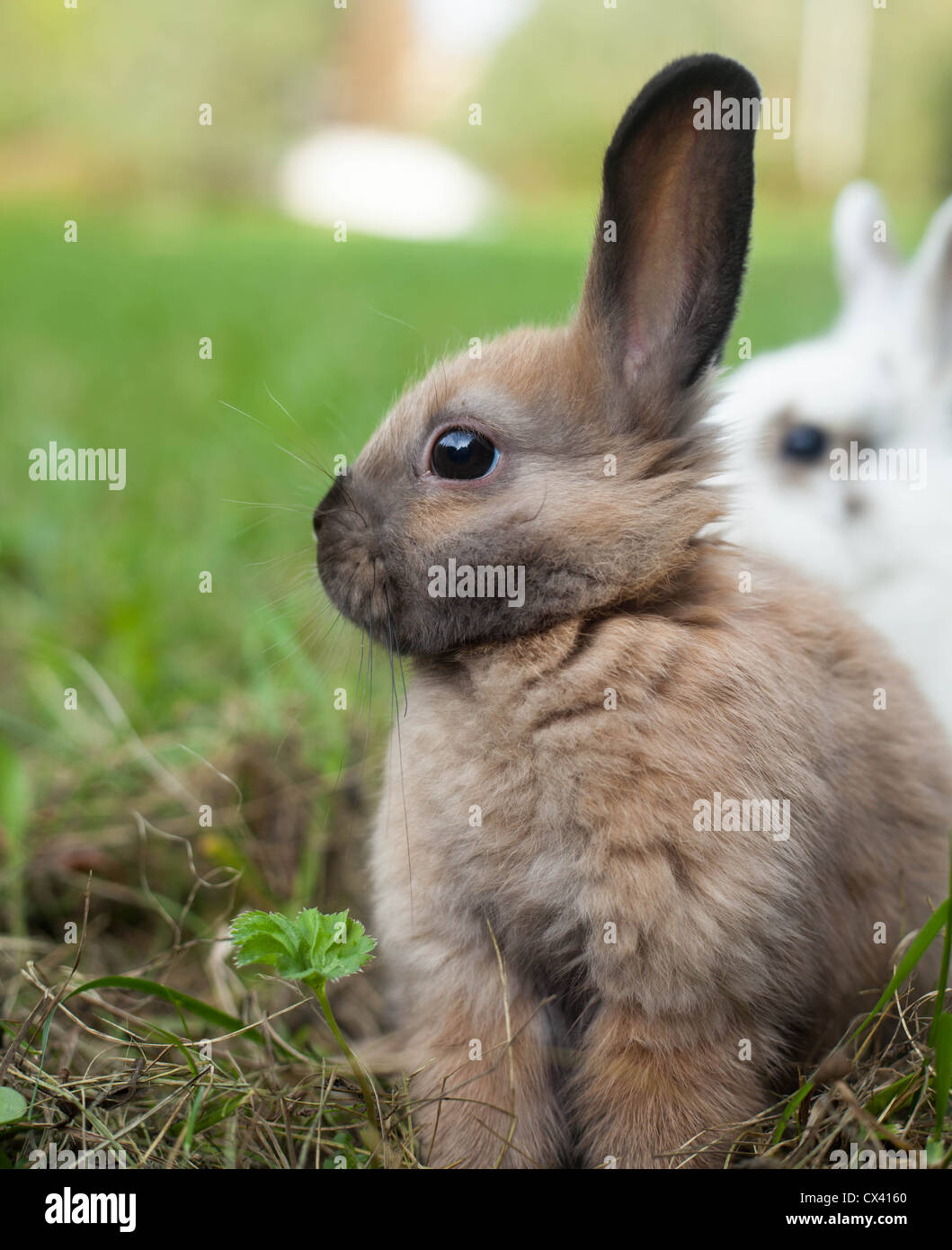 Rabbits young grass hi-res stock photography and images - Alamy