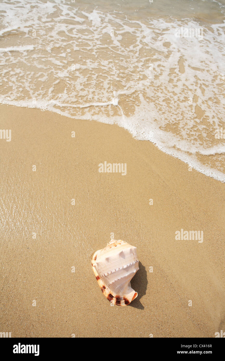 close up of shell on beach Stock Photo - Alamy