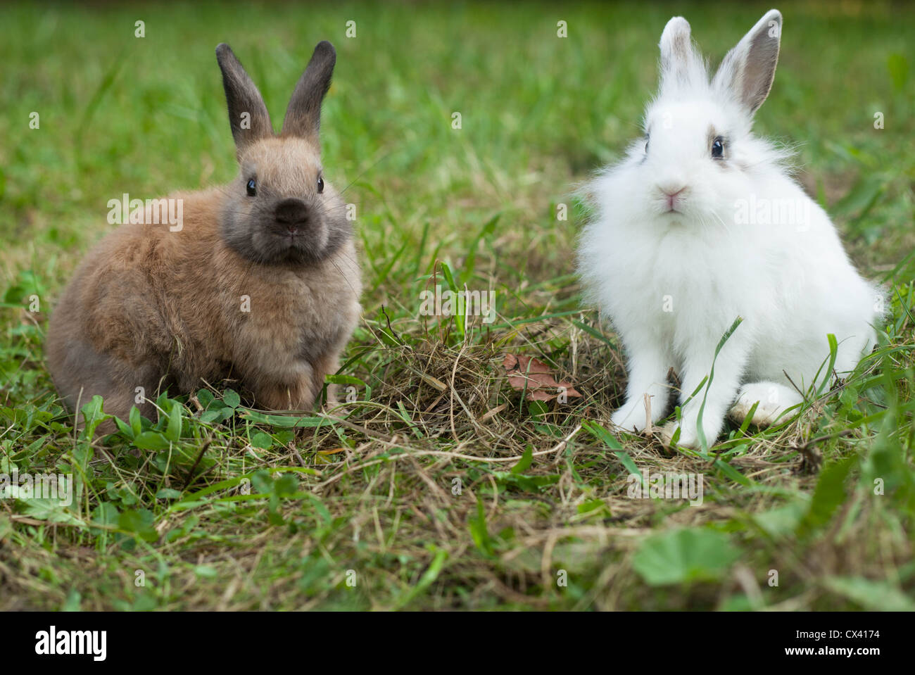 Two rabbits hi-res stock photography and images - Alamy