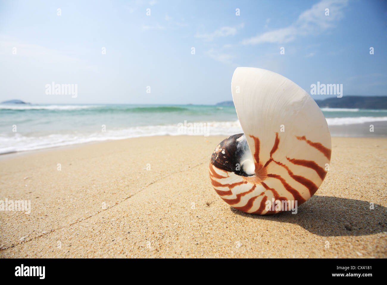 Conch shell detail beach hi-res stock photography and images - Alamy