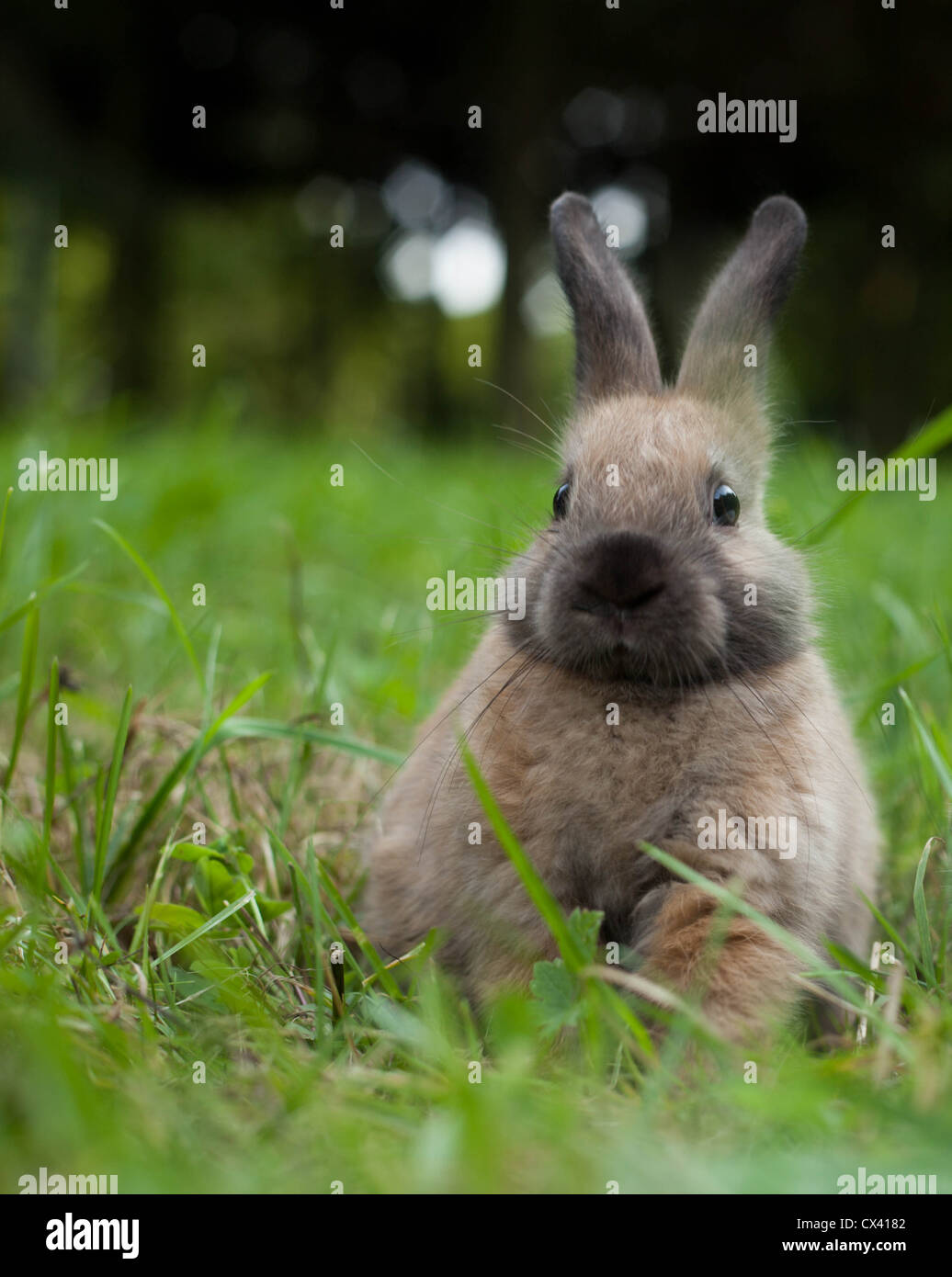 Gold rabbits hi-res stock photography and images - Alamy