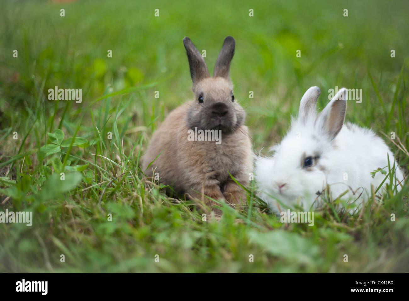 Rabbits in the grass Stock Photo - Alamy