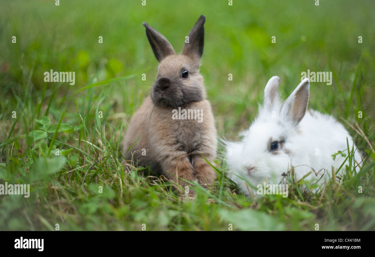 Rabbits in the grass Stock Photo - Alamy