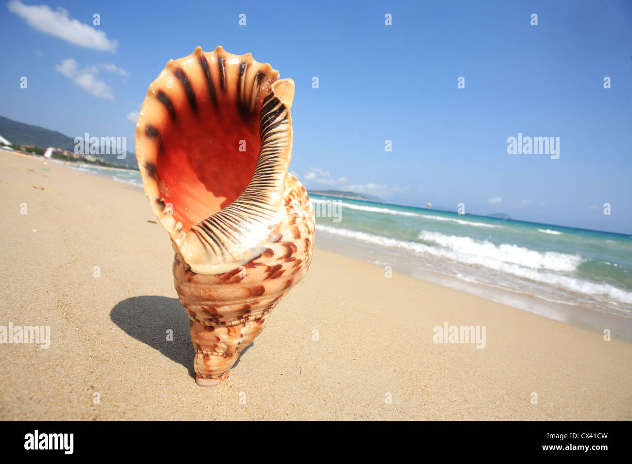 close up of shell on beach Stock Photo - Alamy