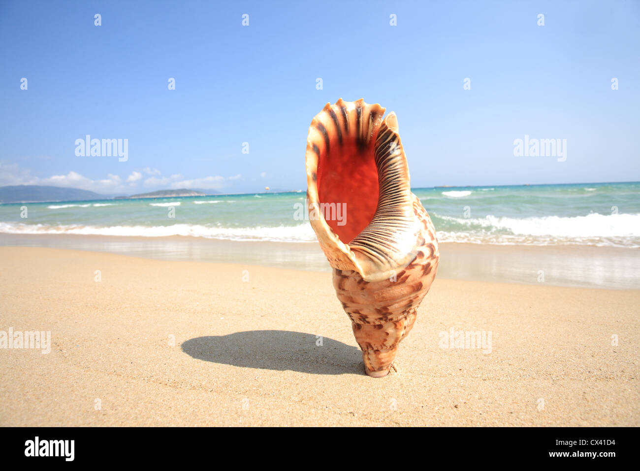 Conch shell detail beach hi-res stock photography and images - Alamy