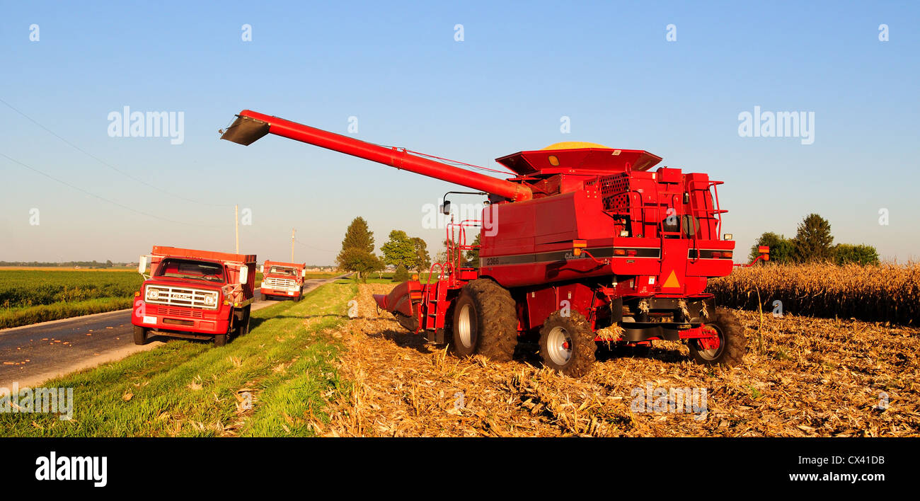 A Case IH (International Harvester) combine harvests corn and offloads ...