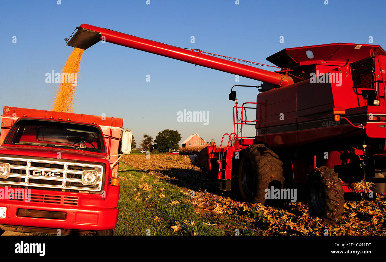 A Case IH (International Harvester) combine harvests corn and offloads ...