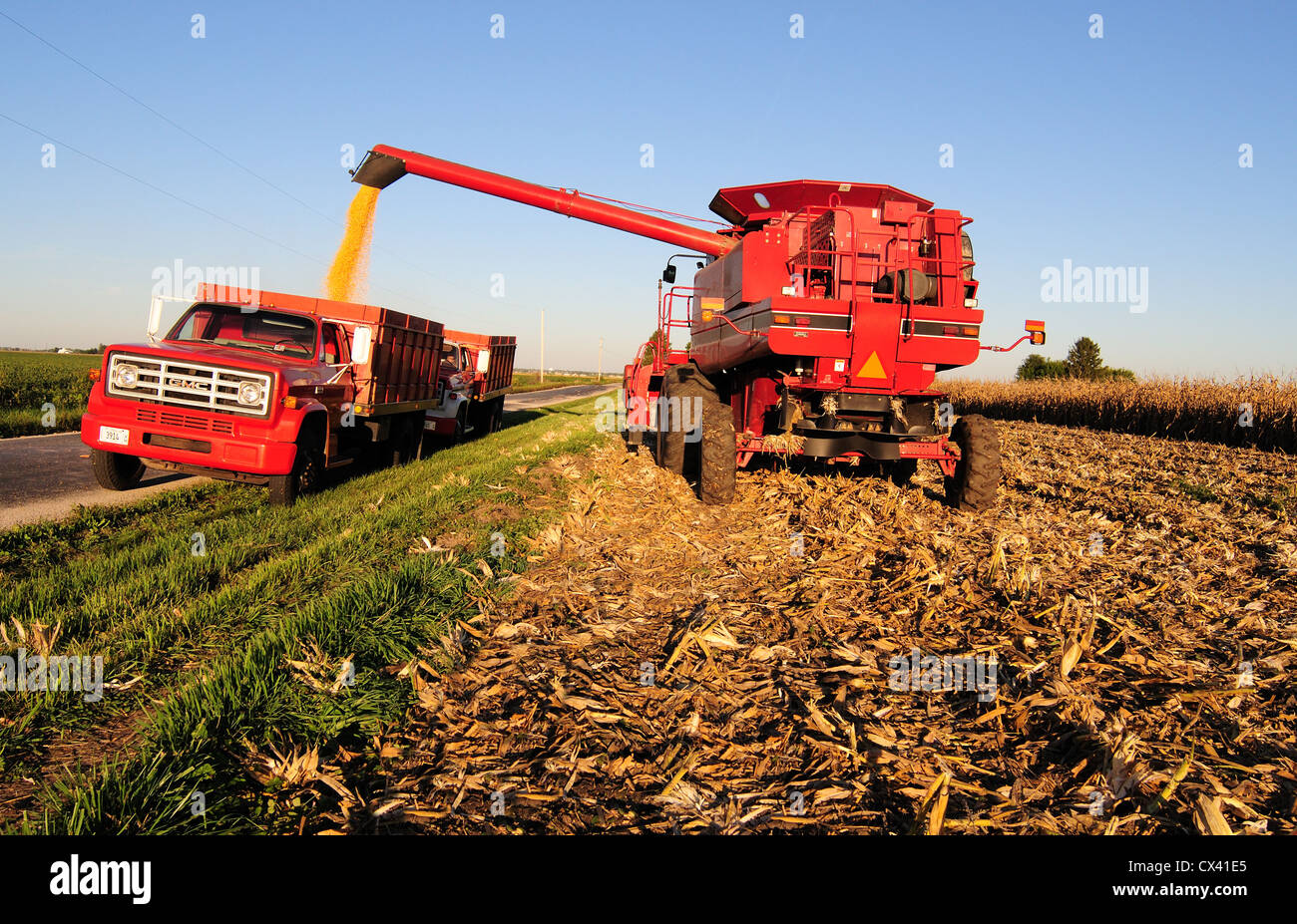 A Case IH (International Harvester) combine harvests corn and offloads ...