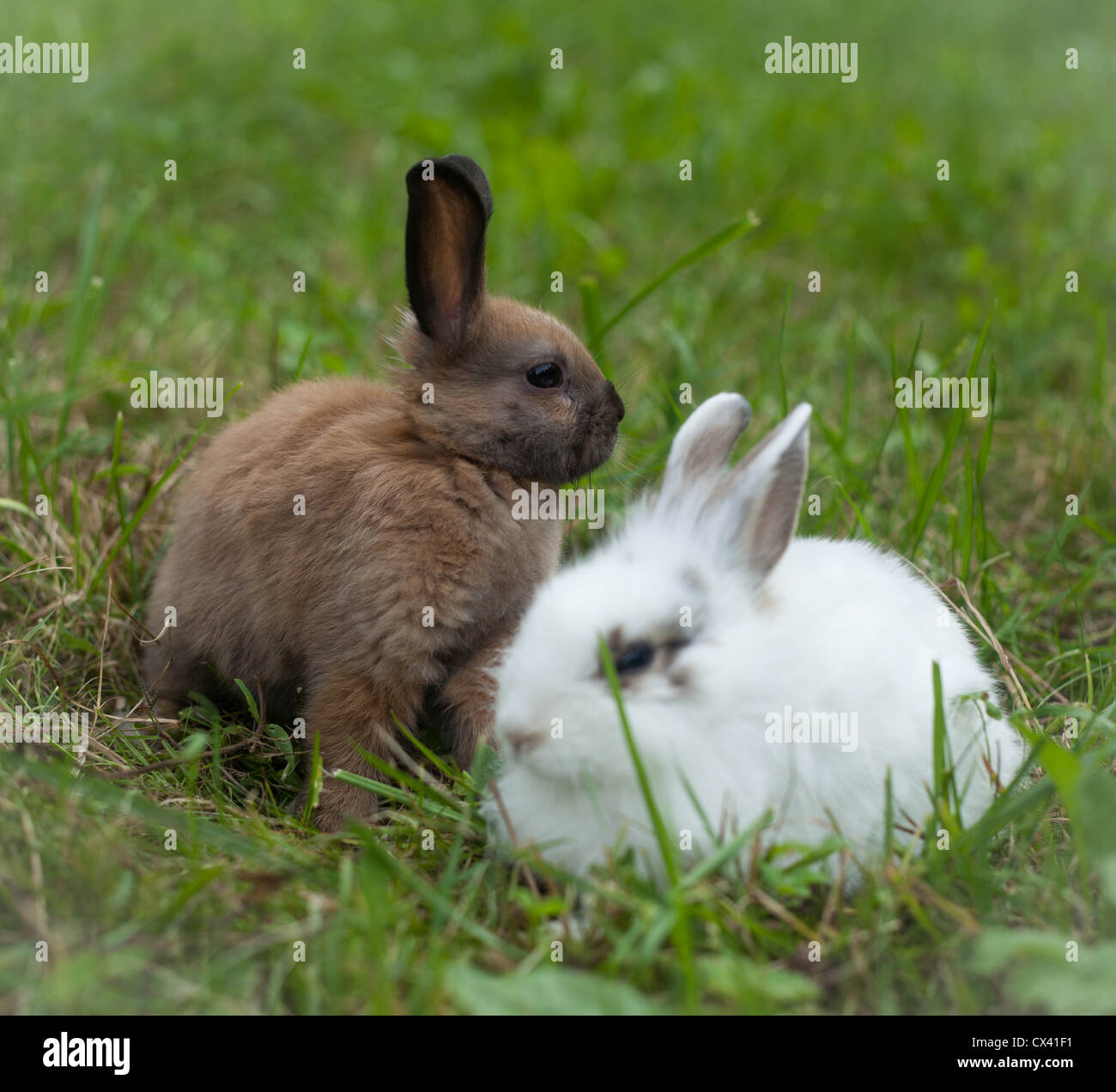 Pair of rabbits hi-res stock photography and images - Alamy