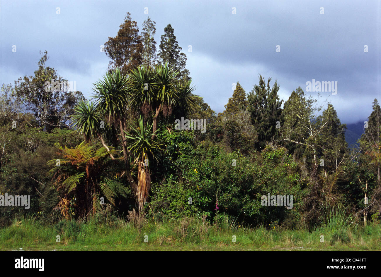 Native forest, West Coast, South Island, New Zealand Stock Photo - Alamy