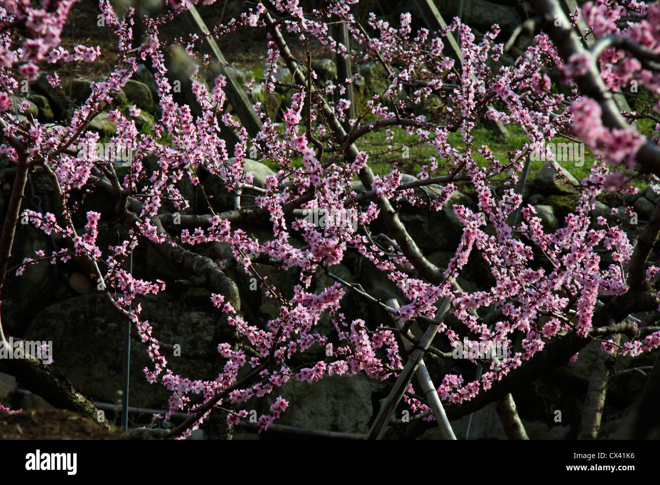 Peach trees in blossom Yamanashi Japan Stock Photo - Alamy
