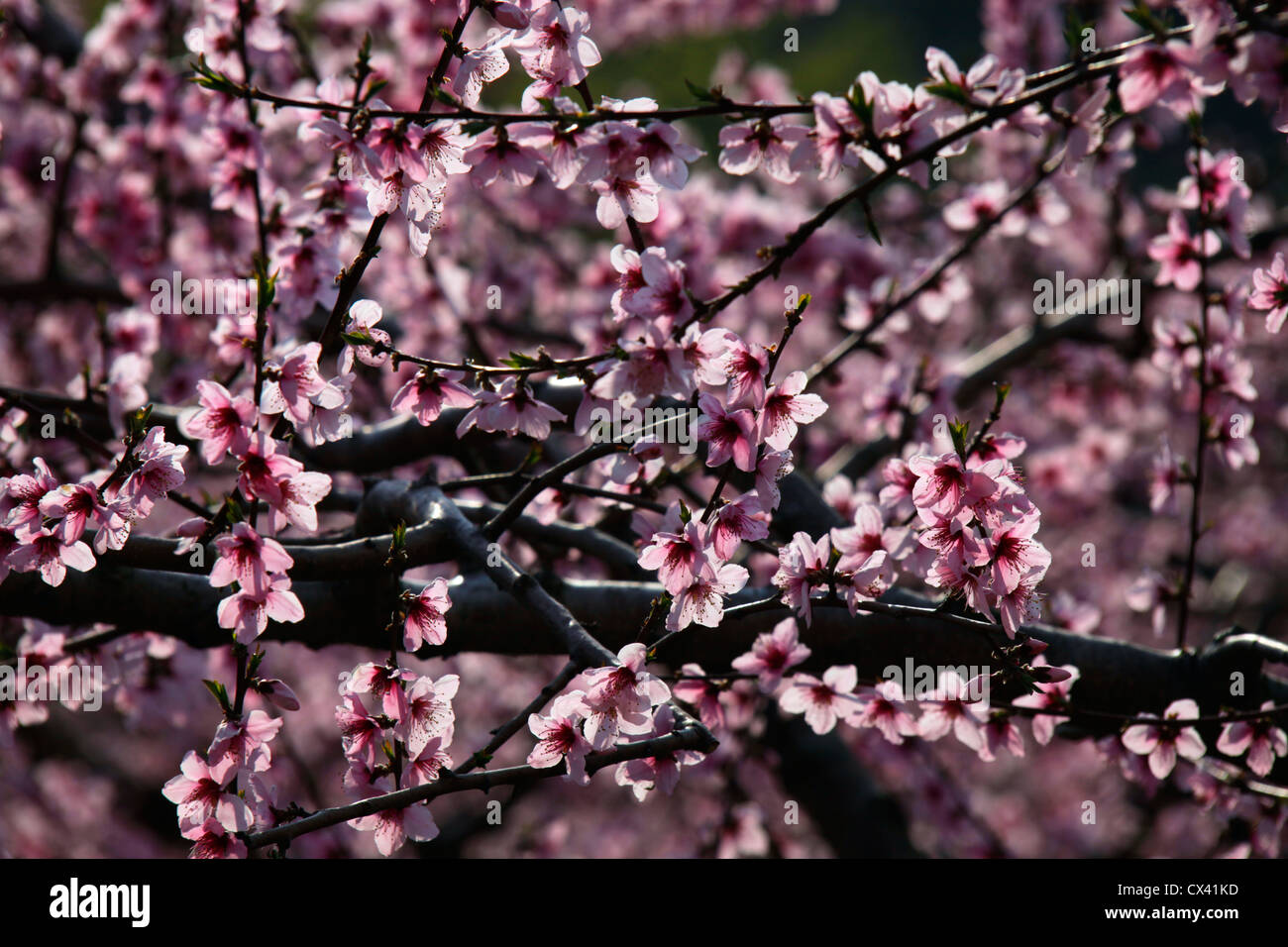 Peach trees in blossom Yamanashi Japan Stock Photo - Alamy