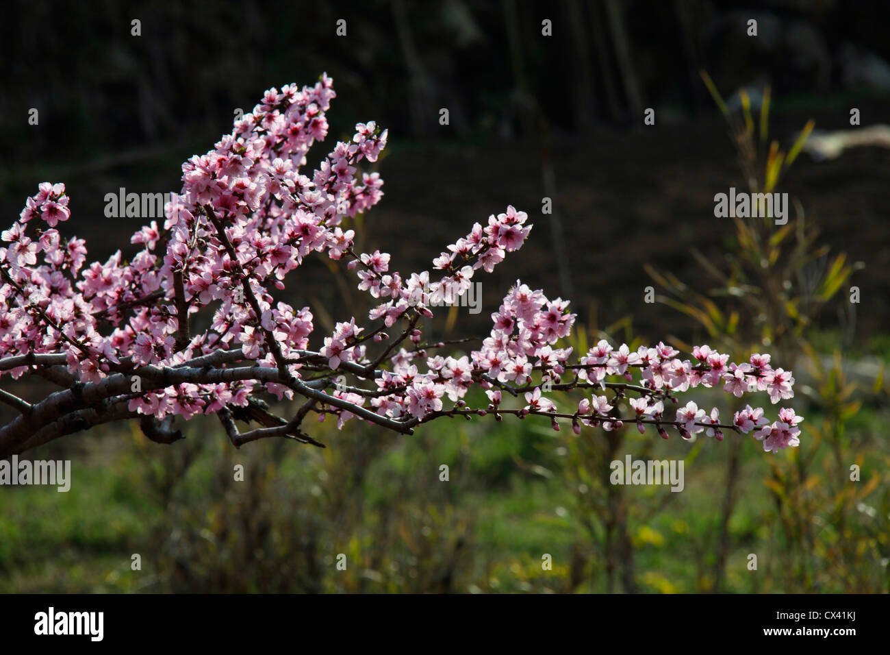 Peach tree in blossom Yamanashi Japan Stock Photo - Alamy
