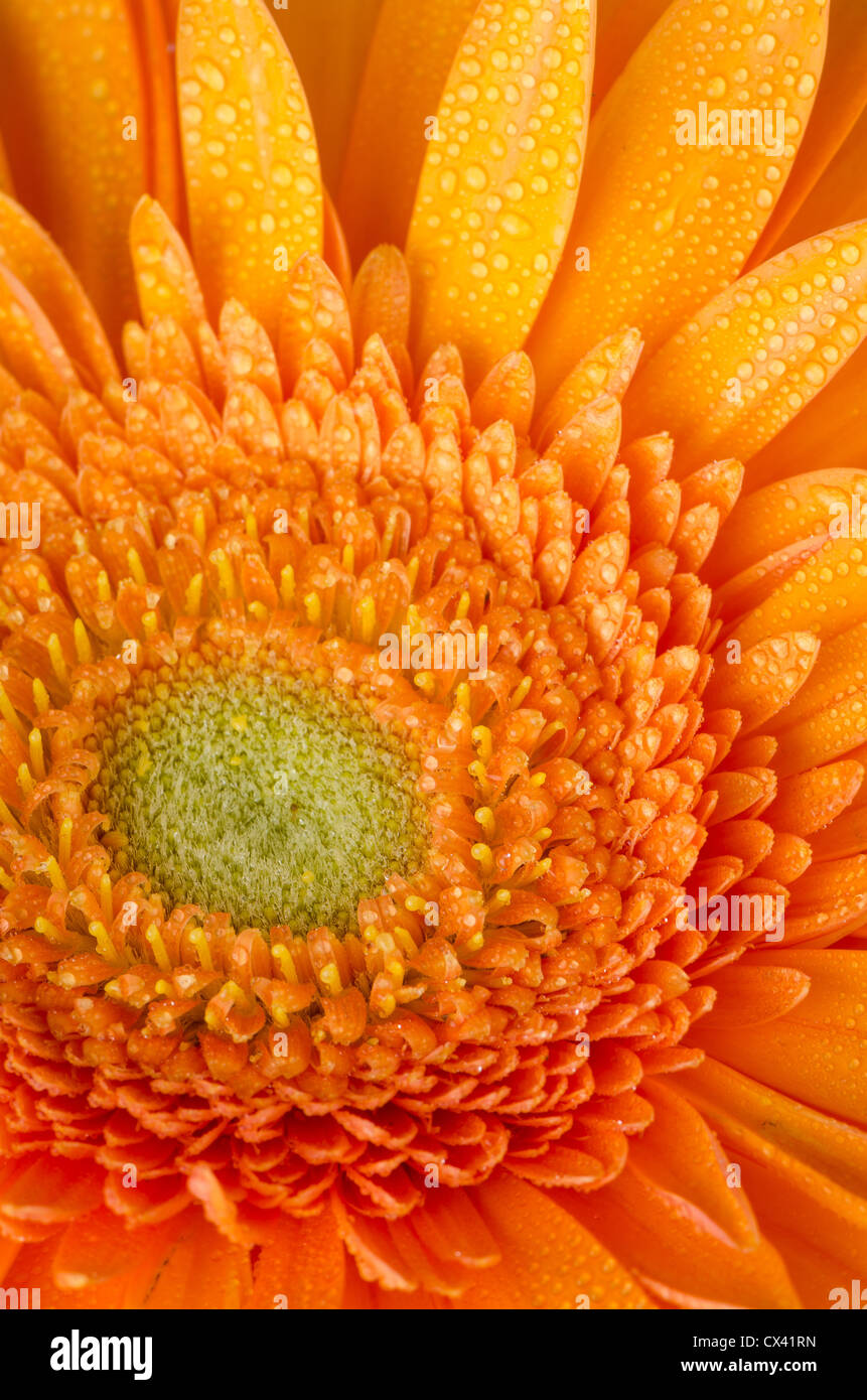 Gerbera flower side view hi-res stock photography and images - Alamy