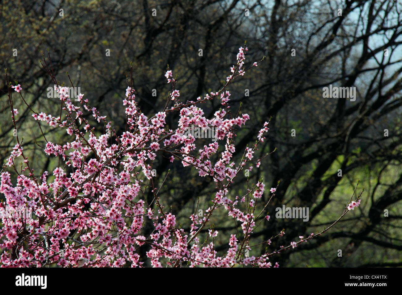 Peach trees in blossom Japan Stock Photo - Alamy