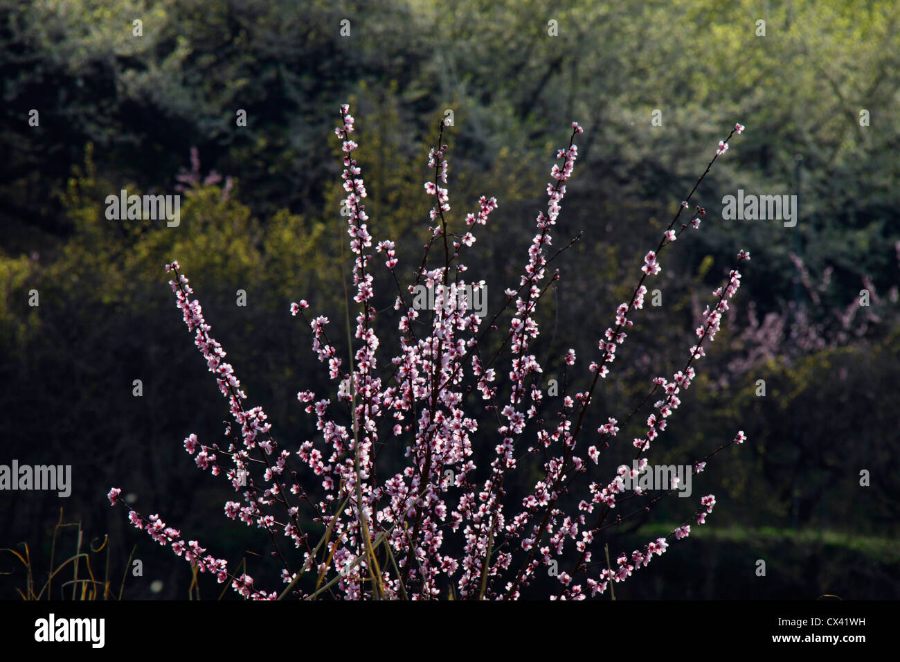 Peach tree in blossom Japan Stock Photo - Alamy