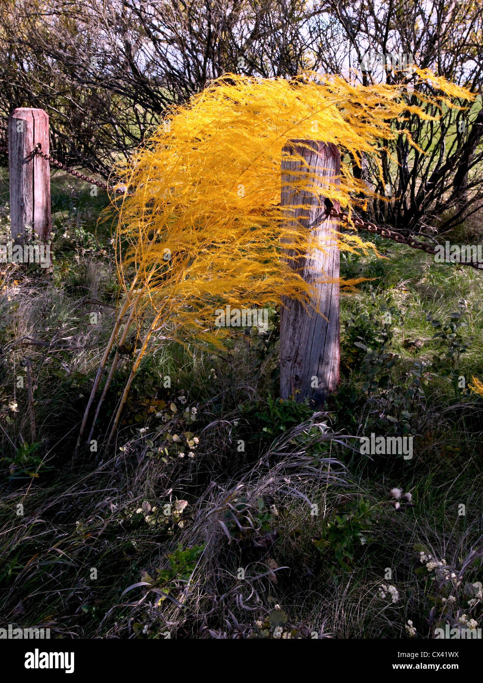Wind Blowing Tree High Resolution Stock Photography and Images - Alamy