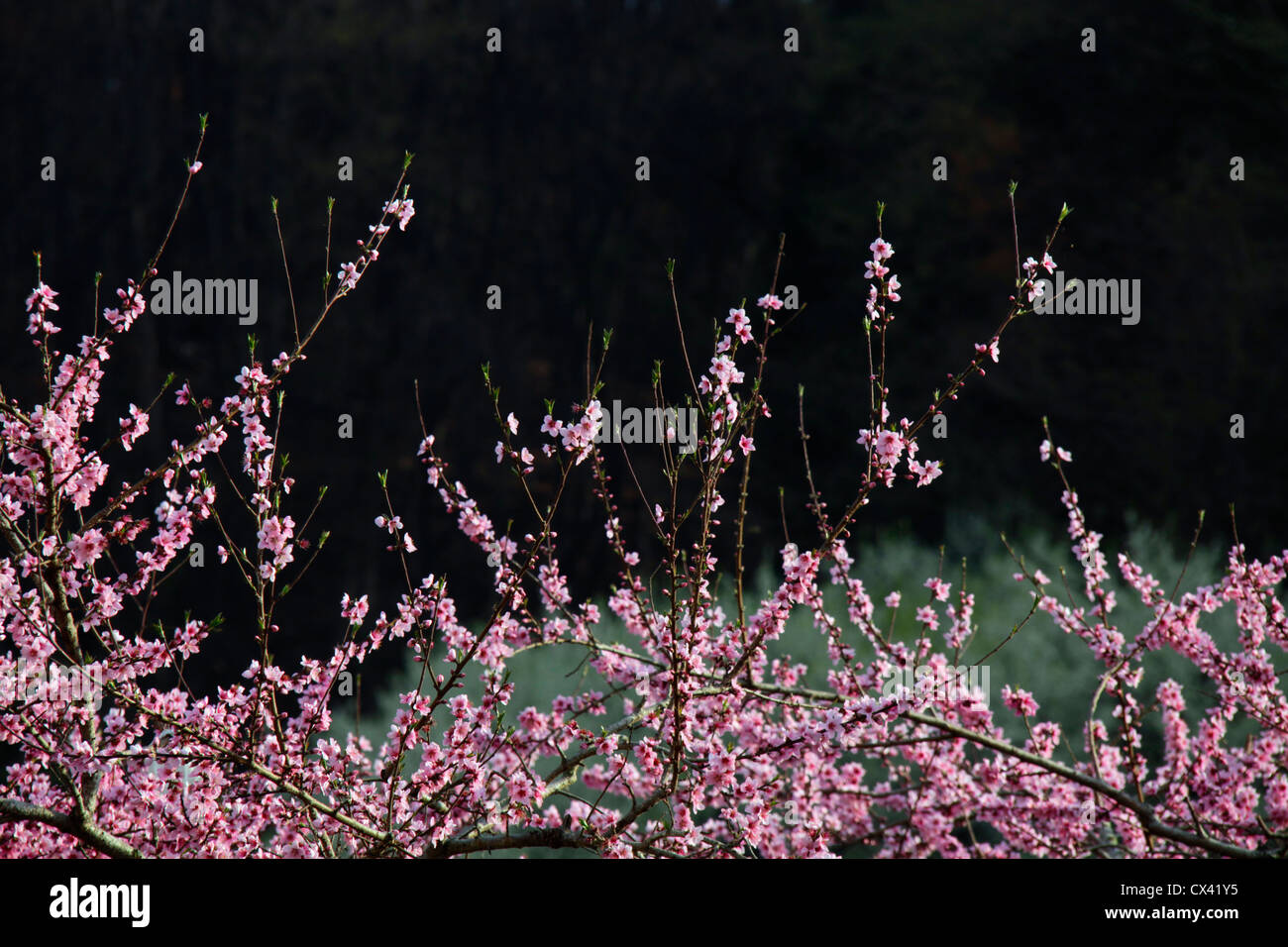 Peach trees in blossom hi-res stock photography and images - Alamy