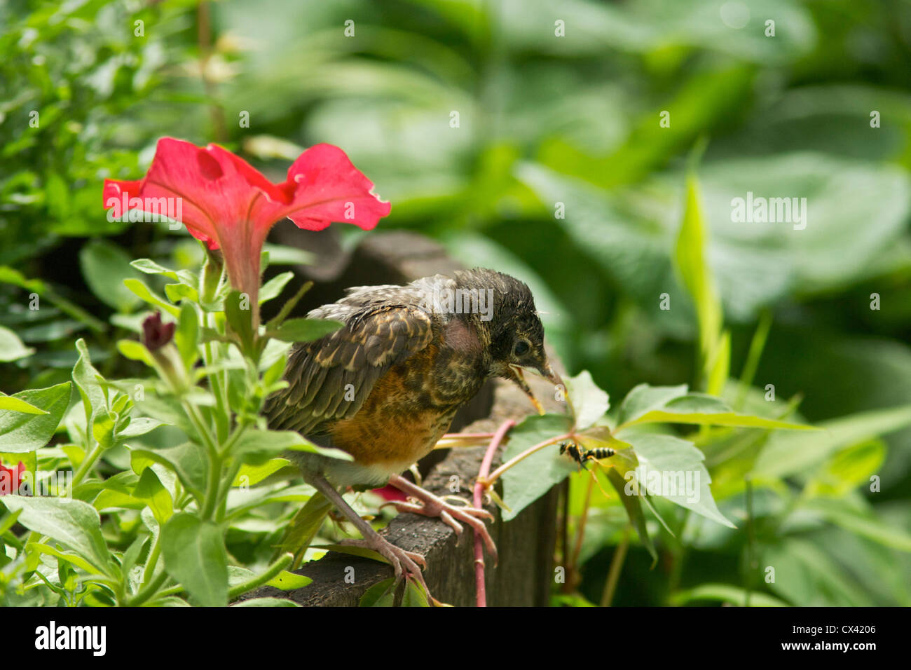 Baby wasp hi-res stock photography and images - Alamy