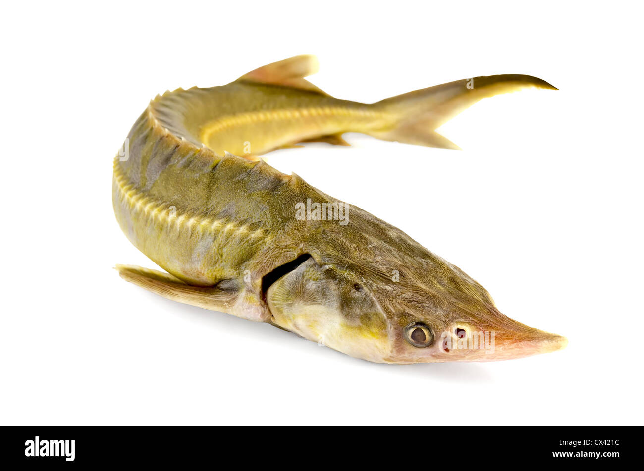 Sturgeon fish isolated on white background Stock Photo - Alamy