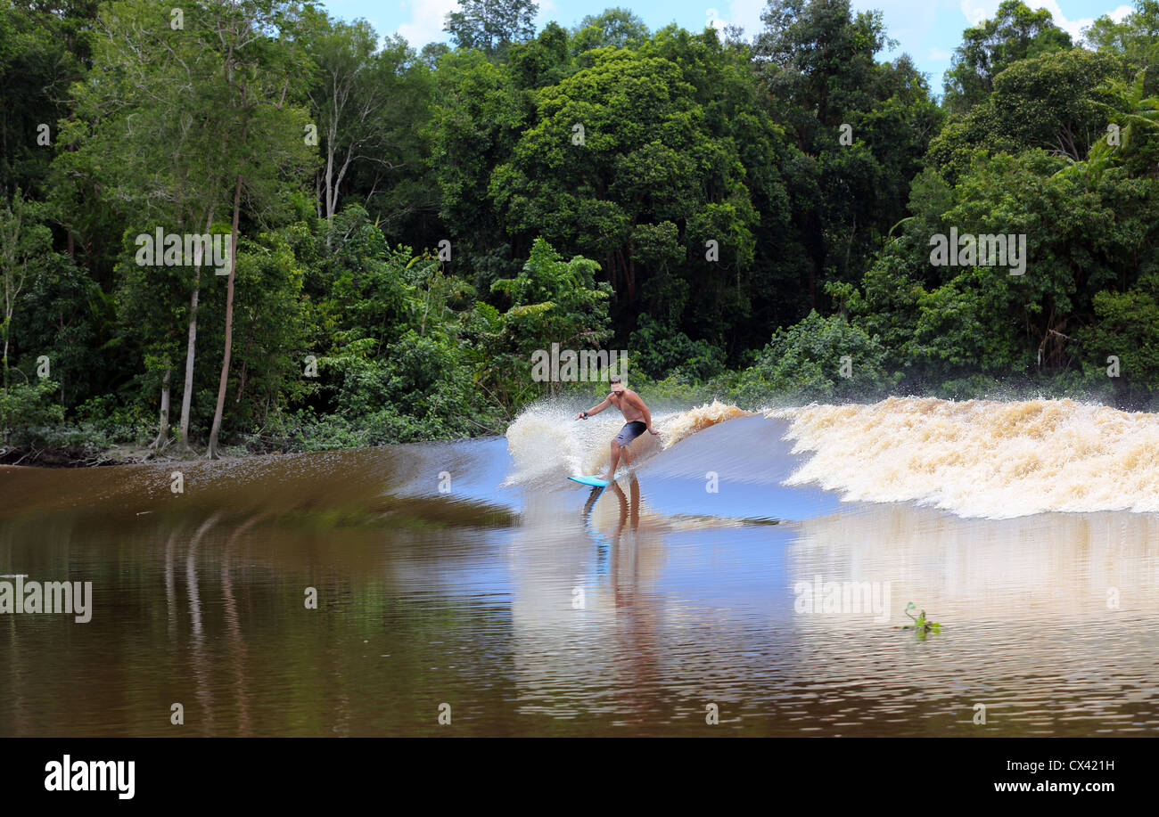 Australian man surfing a tidal river bore wave on the Kampar River also ...