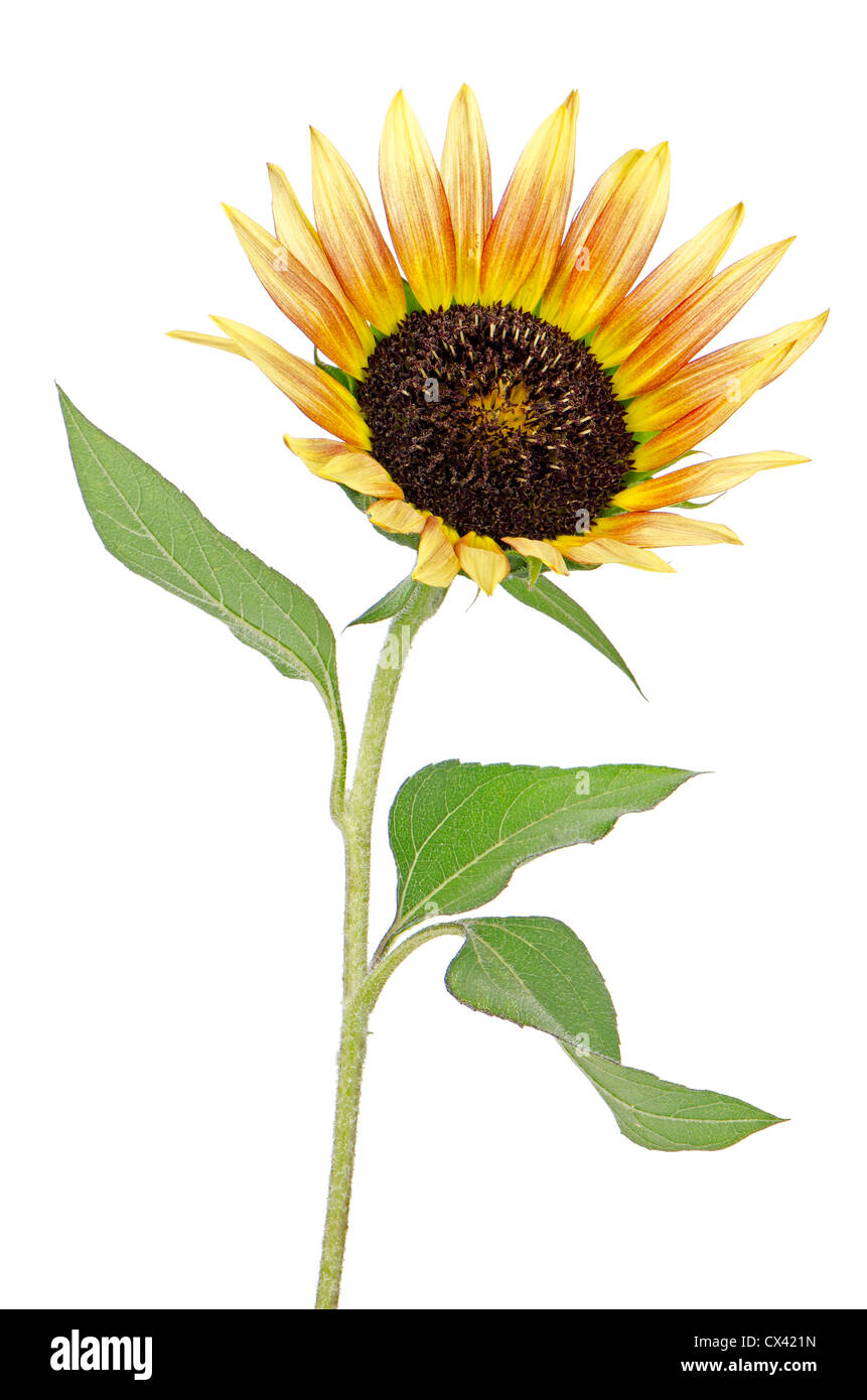 Beautiful Sunflower isolated on white background Stock Photo - Alamy